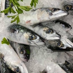 Buy Fresh Fish Online