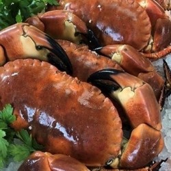 Buy Shellfish Online